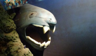 10 Facts About 'Dunkleosteus' That Will Keep You Up At Night - Listverse