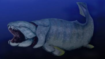 10 Facts About 'Dunkleosteus' That Will Keep You Up At Night - Listverse