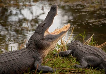 Top 10 Animals That Surprisingly Make Good Guards - Listverse