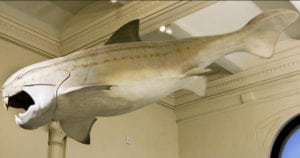 10 Facts About 'Dunkleosteus' That Will Keep You Up At Night - Listverse