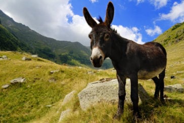 Top 10 Animals That Surprisingly Make Good Guards - Listverse