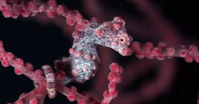 10 Shockingly Small But Adorable Aquatic Creatures - Listverse