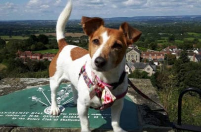 10 Extraordinary Dogs That Saved Lives - Listverse