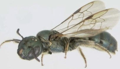 Top 10 Scientific And Historical Facts About Bees - Listverse