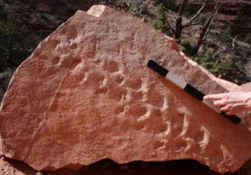 Top 10 Exceptionally Strange Fossils From Extinct Species - Listverse