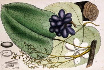 10 Rare Old Medicines That Had Horrific Side Effects - Listverse