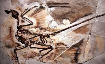 Top 10 Exceptionally Strange Fossils From Extinct Species - Listverse