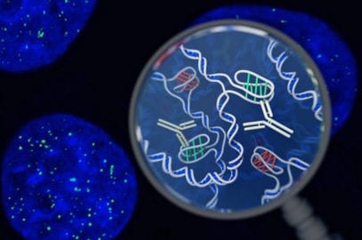 Top 10 Genetic Discoveries Seen For The First Time - Listverse