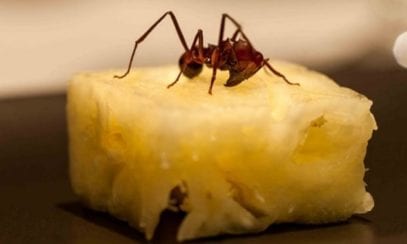 10 Worldwide Insect Delicacies - Listverse