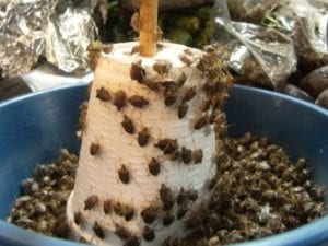 10 Worldwide Insect Delicacies - Listverse