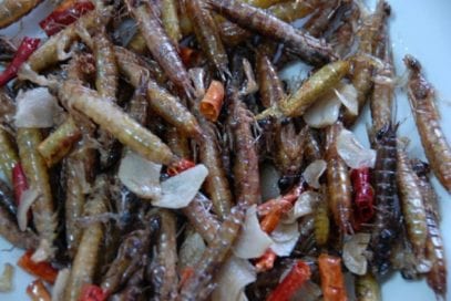 10 Worldwide Insect Delicacies - Listverse