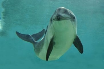 10 Times Wild Animals Saved Humans - Listverse