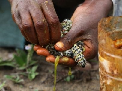 10 Worldwide Insect Delicacies - Listverse