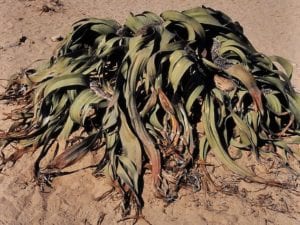 Top 10 Life-Forms That Belong In A Horror Movie - Listverse