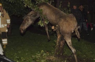 10 Unusual Stories Involving Drunk Animals - Listverse
