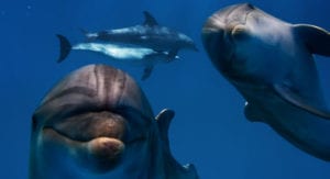 10 Facts About NASA's Failed Dolphin Communication Project - Listverse