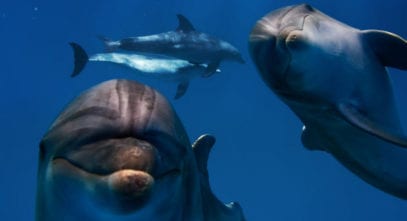 10 Facts About NASA's Failed Dolphin Communication Project - Listverse