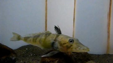 10 Creatures With Really Strange Bodily Functions - Listverse