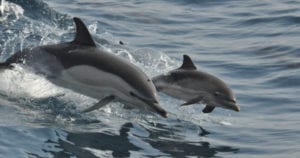 10 Facts About NASA's Failed Dolphin Communication Project - Listverse