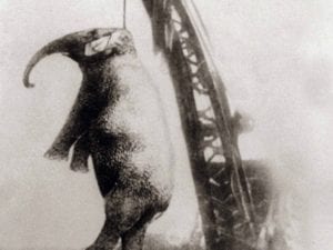10 Most Heartbreaking And Tragic Deaths Of Circus Animals - Listverse