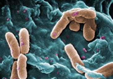 10 Nightmarish Flesh-Eating Pathogens That Consume Humans - Listverse