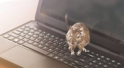 Top 10 Surprising Abilities And Facts About Rats - Listverse