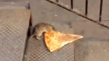 Top 10 Surprising Abilities And Facts About Rats - Listverse