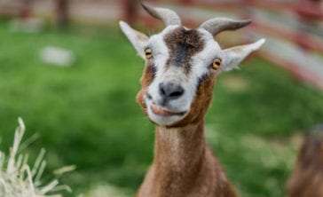 10 Social And Biological Experiments With Freaky Results - Listverse