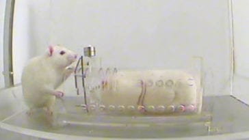 Top 10 Surprising Abilities And Facts About Rats - Listverse