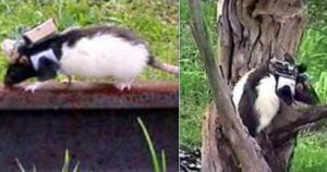 Top 10 Surprising Abilities And Facts About Rats - Listverse