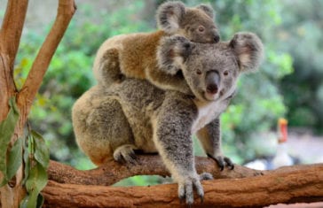 10 Sexually Transmitted Infections Found In Animals - Listverse