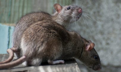 Top 10 Surprising Abilities And Facts About Rats - Listverse