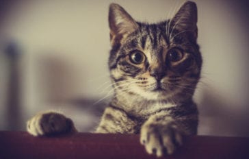 10 Sexually Transmitted Infections Found In Animals - Listverse