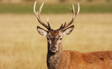 10 Sexually Transmitted Infections Found In Animals - Listverse