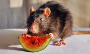 Top 10 Surprising Abilities And Facts About Rats - Listverse