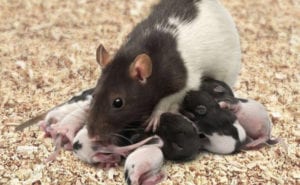 Top 10 Surprising Abilities And Facts About Rats - Listverse