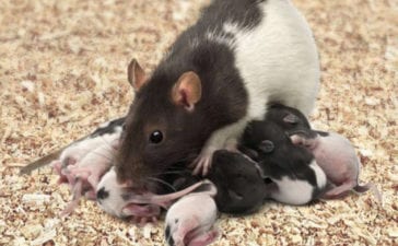 Top 10 Surprising Abilities And Facts About Rats - Listverse