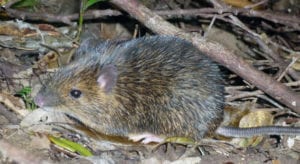 Top 10 Surprising Abilities And Facts About Rats - Listverse