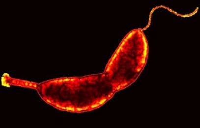 10 Types Of Bacteria With Real Superpowers - Listverse