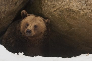 10 Amazing Ways Animals Help Us Treat Diseases - Listverse