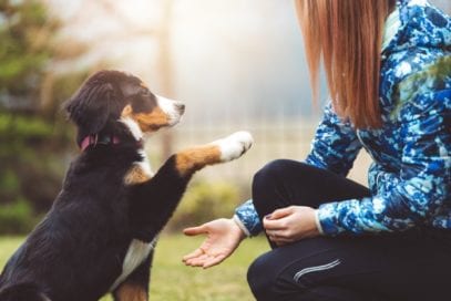 10 Amazing Ways Animals Help Us Treat Diseases - Listverse