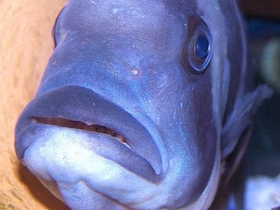 10 Weirdest Life Cycles In Nature - Listverse