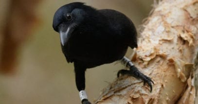Top 10 Unusual Things Crows Can Do - Listverse