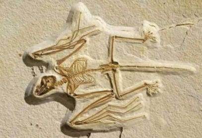 Top 10 Lesser-Known But Interesting Ancient Animals - Listverse