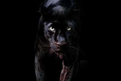 10 Creepy Ghost Animals You've Never Heard Of - Listverse