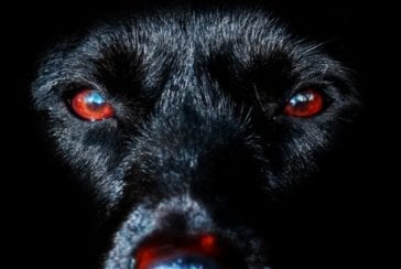 10 Creepy Ghost Animals You've Never Heard Of - Listverse