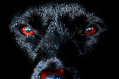 10 Creepy Ghost Animals You've Never Heard Of - Listverse