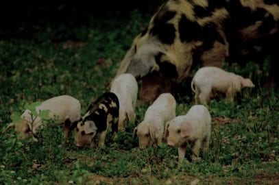 10 Creepy Ghost Animals You've Never Heard Of - Listverse