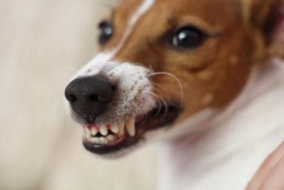 10 Creepy Ghost Animals You've Never Heard Of - Listverse