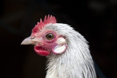 10 Creepy Ghost Animals You've Never Heard Of - Listverse